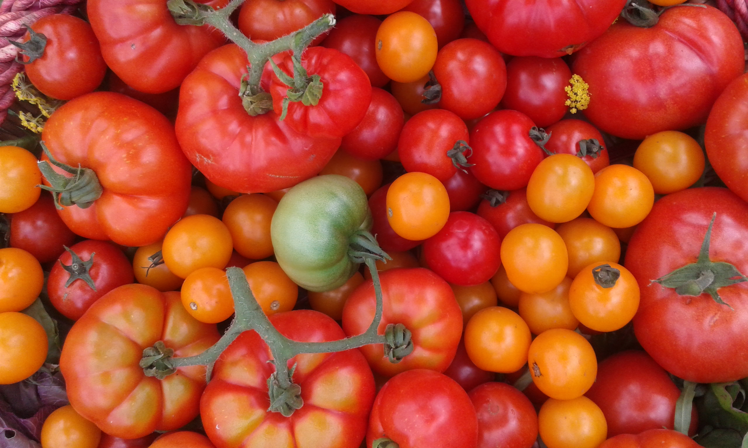 Settle Local Vegetable Crop - Settle